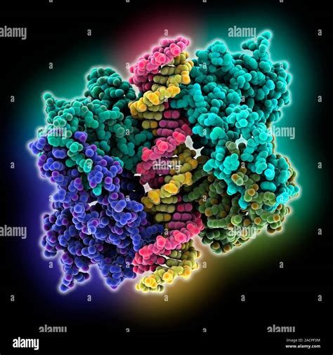 Tumour Suppressor Protein Molecular Model Of The Tumour Suppressor Protein P53 Left And Right