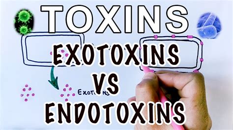 Overview Of Toxins Exotoxins Vs Endotoxins Youtube