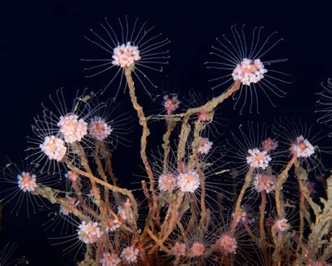 Hydroids In Saltwater Aquariums Identification And Control Manta Systems