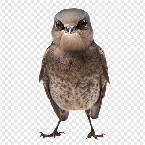 Premium PSD Common Swift Bird Front View Full Body Isolate On