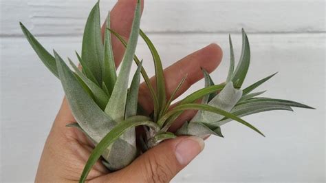 Airplant Pups Tillandsia Capitata Yellow Novakii Capitata X