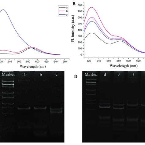 Fluorescence Responses Of The System Ab And Non Deformed Download Scientific Diagram