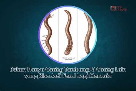 Bukan Hanya Cacing Tambang 3 Cacing Lain Yang Bisa Jadi Fatal Bagi Manusia