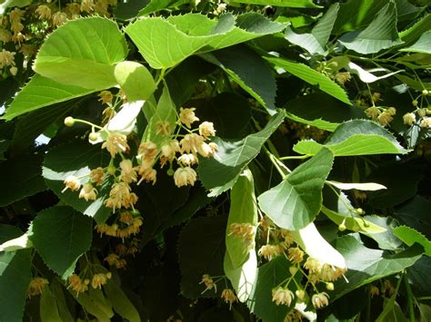 Bees Love This Trees Blooms Which Make A Medicinal Tonic Mystery Plant