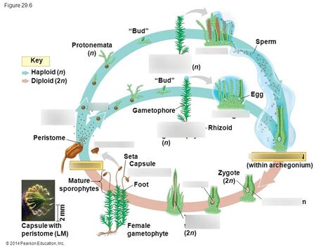 Diagram Of Moss Life Cycle Quizlet