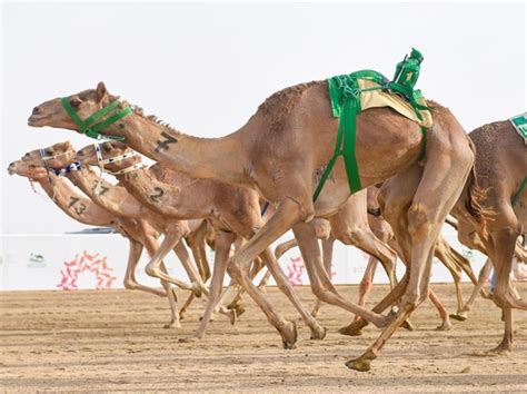 Want To Experience A Camel Festival In Saudi
