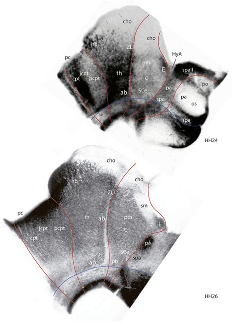 Ache Reacted Chick Forebrain Wholemounts At Hh24 A And Hh26 B Download Scientific Diagram