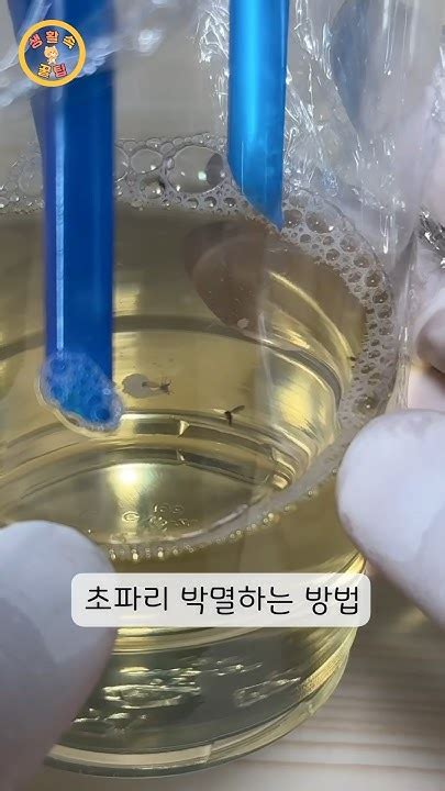 안보면 손해 초파리 박멸하는 방법 Youtube