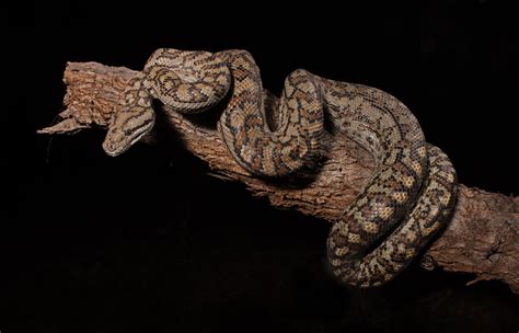 Murray Darling Carpet Python — Animals Anonymous