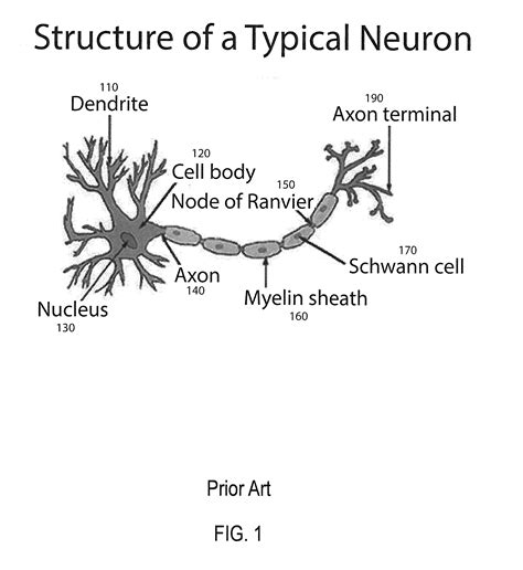 Synapse Structure Patented Technology Retrieval Search Results Eureka
