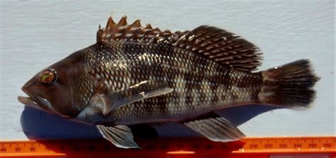 Black Sea Bass Booker T Washington Marine Science
