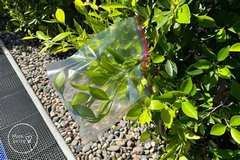 Easy Leaf Transpiration Experiment Mombrite