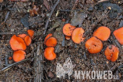 Scutellinia scutellata kosmatka štítovitá Mykoweb