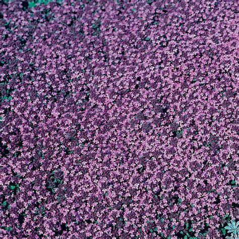 Thyme Creeping Bergamot Flower Power