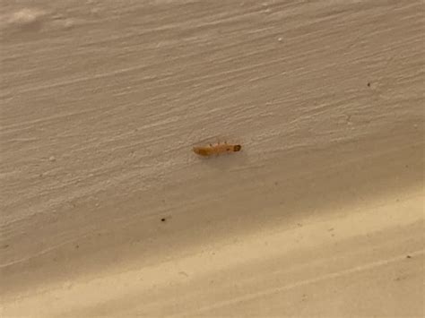Tiny Worm Like Bug Found In Bathroom And Bedroom Next Door Rwhatsthisbug