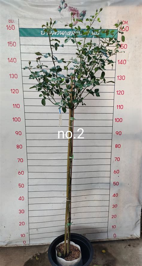 T Rose Libellula No 2 บ้านสวนกุหลาบ By นุช