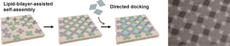 Complexing Dna Origami Frameworks Through Sequential Self‐assembly