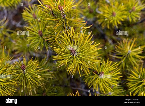 Close Up Of Needles Branches Of A Pine Tree Seen In The Boreal Forest