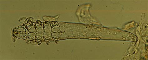 Mites On Dogs Symptoms Prevention And Treatment Nexgard® Range
