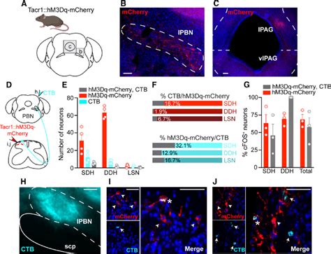 Tacr1 Creer Spinal Neurons Are Predominately Interneurons A The