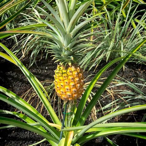 Pineapple Fruit Tree