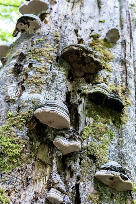 Decomposing Tree Trunk In Dense Forest Covered With Various Species Of
