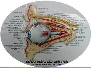 GiẢi PhẪu HỌc MẮt Pdf