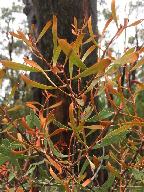 Capability Statement Restoration Horticulture