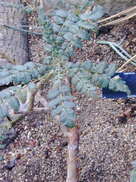 Growing Boswellia Sacra