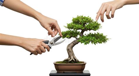 Bonsai Tree Pruning With Sharp Shears Against White Backdrop Stock