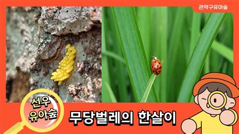 관악구무당벌레의 한살이 Youtube