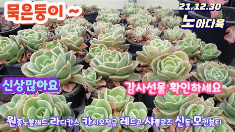 노아다육2탄묵은둥이라디칸스애연금골드젤리신동핑크베라모건뷰티노블레드카시오적금레드콘샤롤로즈택배 010 9884 1044korean Succulent