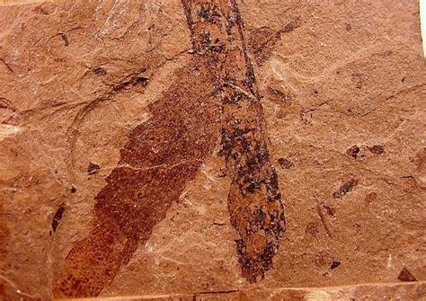 Plant Fossil Leaf Archives Cochise College Geology