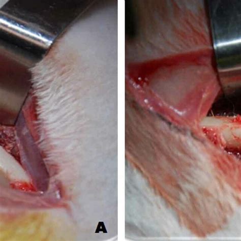 A Femur Bone Defect 5 Mm Filled With β Tcp B Femur Bone Defect Download Scientific Diagram