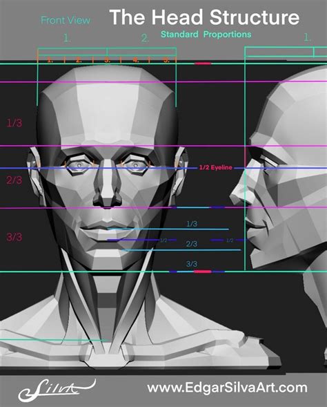 Head Structure Anatomía Rostros Modelos