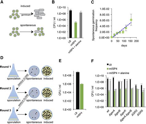 Spontaneous Germination Of B Subtilis Spores A Spores Germinate At