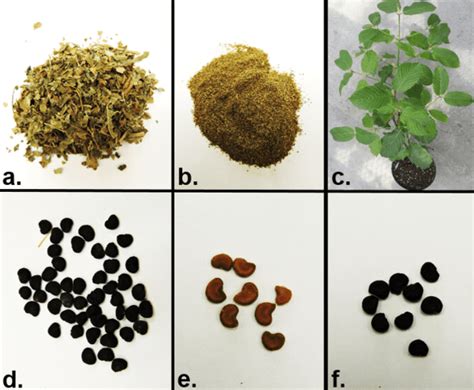 Khat Plant Seeds Expert Tips For Growing Khat At Home