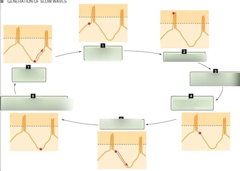 Basal Electrical Rhythm Diagram Quizlet