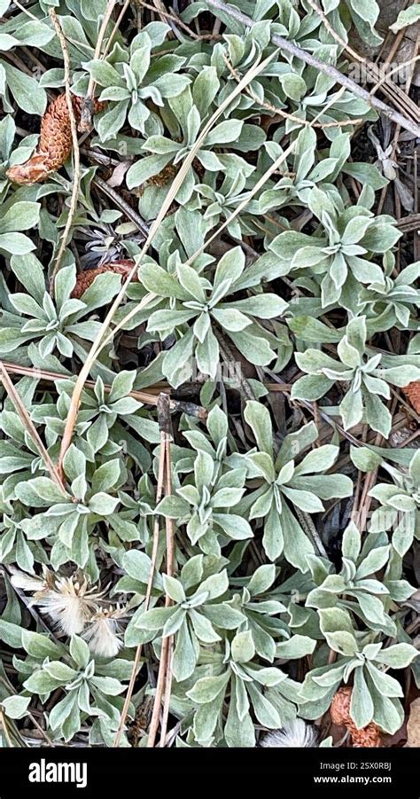 Small Leaf Pussytoes Antennaria Parvifolia Plantae Bandelier