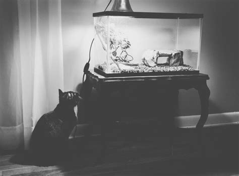 Premium Photo Cat Looking Up