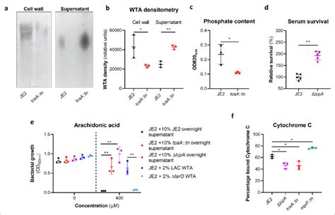 Wall Teichoic Acids Wta Are Released From The Cell Wall In The Tcaa Download Scientific