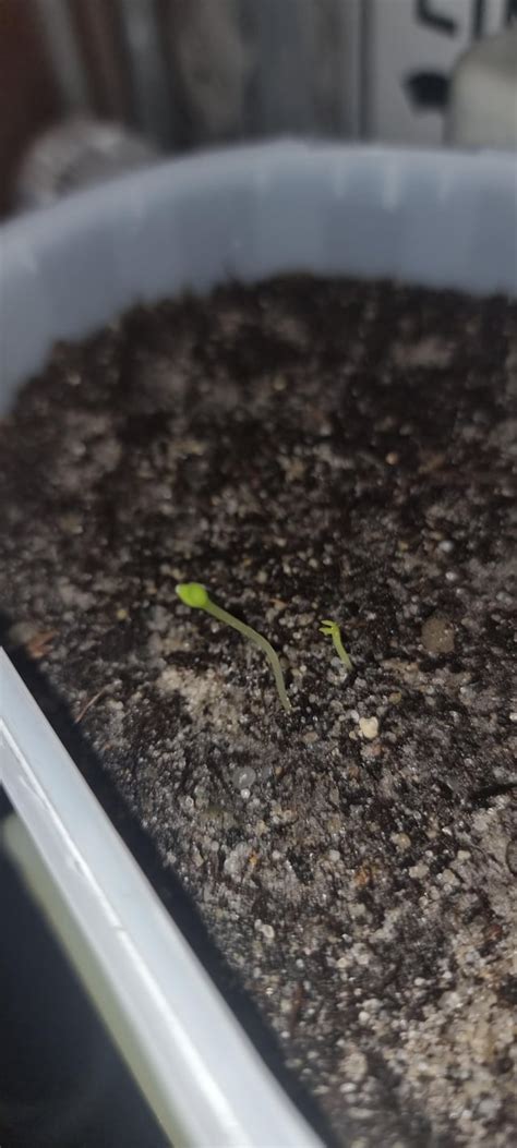 Is It Common For A Df Plant To Grow So Long And Get Almost No Roots