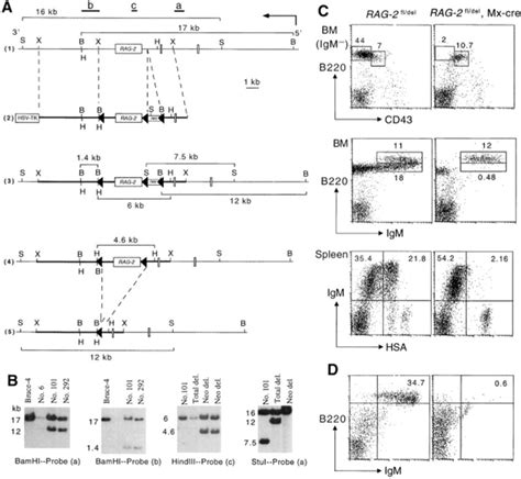 generation of rag 2fl mice a targeting scheme 1 restriction map of