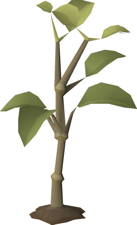 Thriving Sapling Osrs Wiki