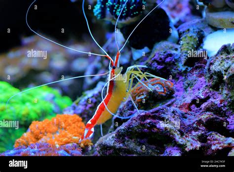 Skunk Cleaner Shrimp Diet At Mitchell Barclay Harvey Blog