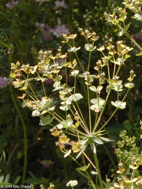 Euphorbia Virgata Leafy Spurge Minnesota Wildflowers