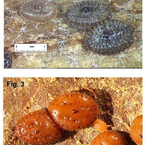 Stictococcus Formicarius Newstead In Life Cameroon Yaoundé On Stem