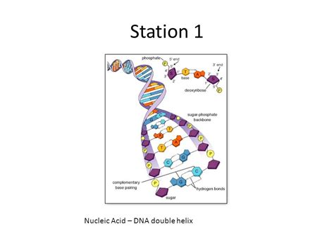 Monosaccharide In Dna