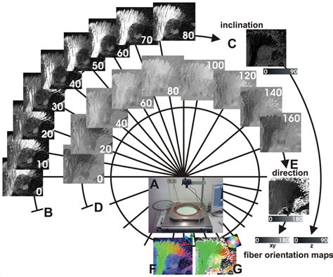Image Acquisition And Image Processing Of Pli Equipment Of The Pli Download Scientific Diagram