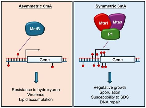 Gene Expression In Early Diverging Fungi Is Controlled By Both Symmetric And Asymmetric Dna N6